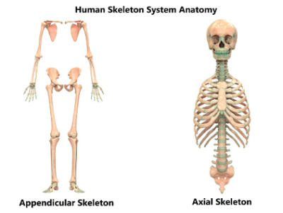 RunSmart MHK: Bone Mineral Density Part III - Maximum Performance